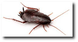 Control de plaga, fumigacion y desinsectación de Cucarachas Madrid ...